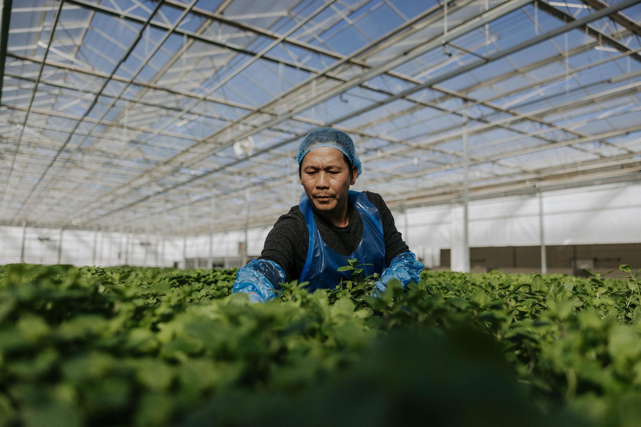 Comfresh - Freshness Delivered, Excellence Guaranteed